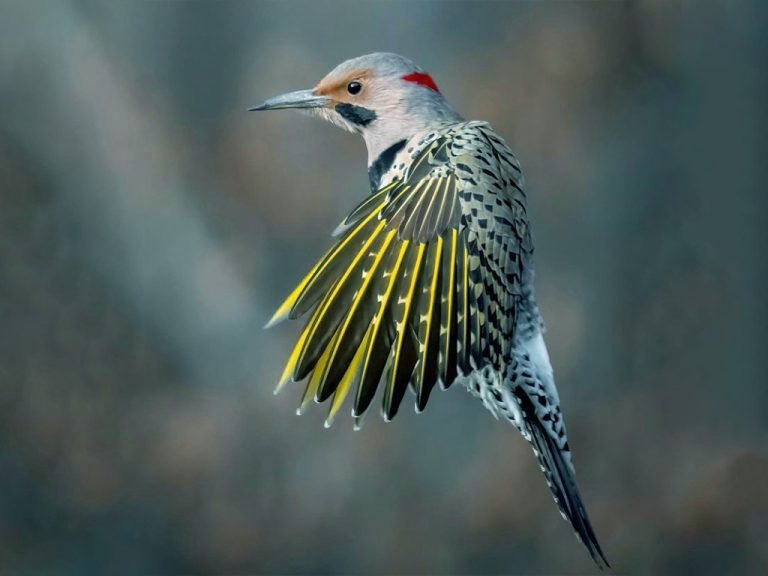 8 Yellow Birds You Need to See in Washington Before They Disappear ...