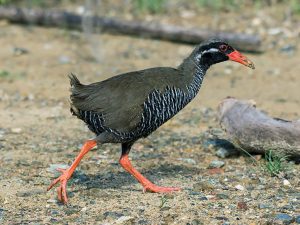 51 Common Birds In Japan - The Worlds Rarest Birds