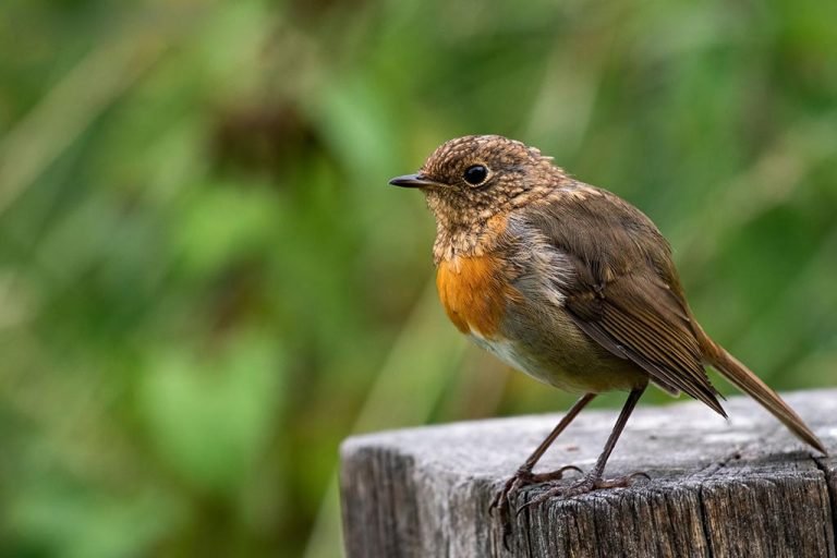 Nature's Pocket-Sized Wonders: 20 Small Birds in the UK - The Worlds ...