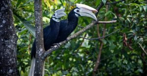 50 Birds Of The Philippines - The Worlds Rarest Birds