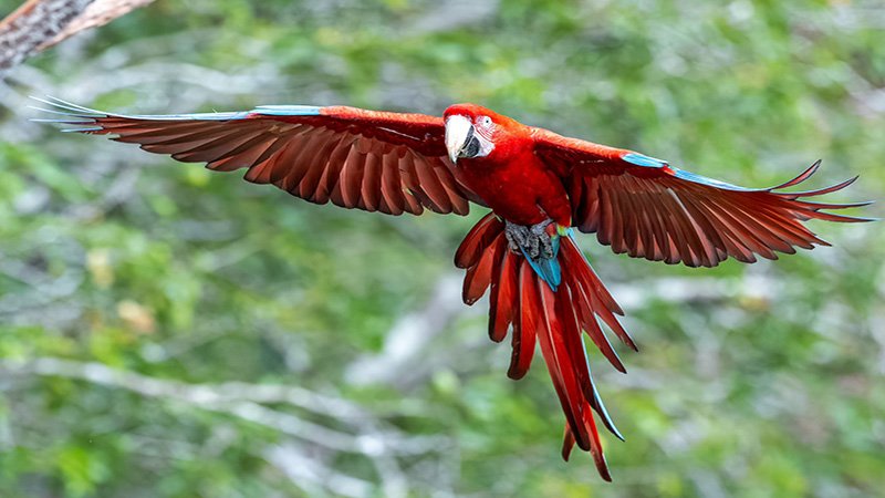 26 Birds That Are Red in Florida - The Worlds Rarest Birds