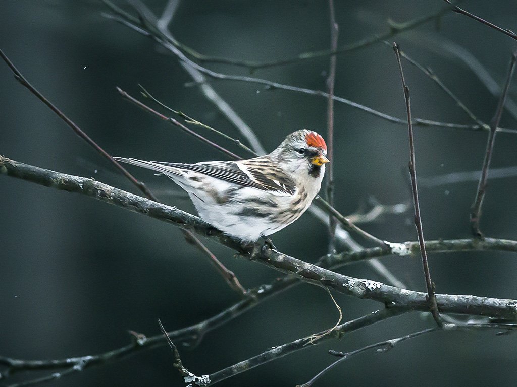 27 Red Birds Spotted in Alaska - The Worlds Rarest Birds