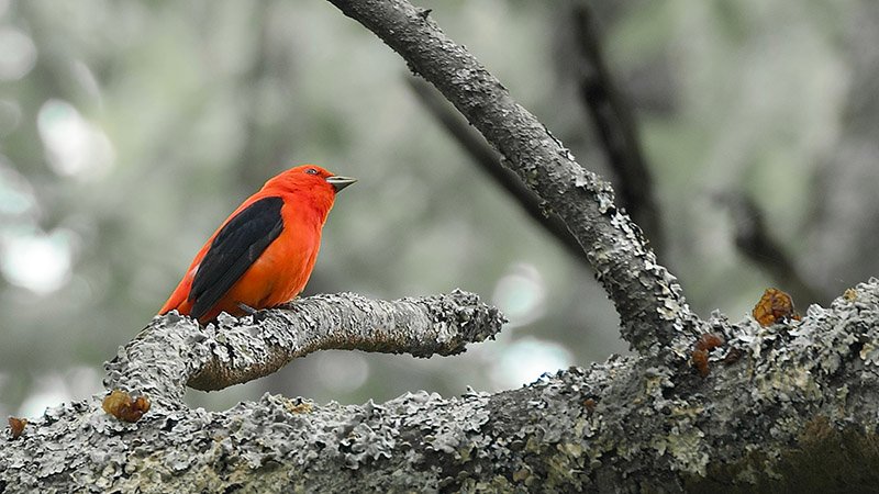 26 Birds That Are Red in Florida - The Worlds Rarest Birds