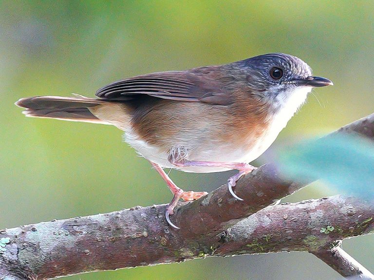 37 Java Birds You Should Know - The Worlds Rarest Birds