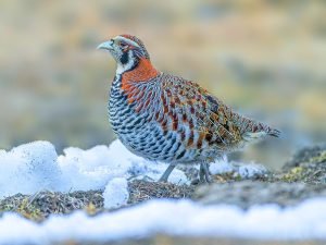 32 Birds Of Ladakh - The Worlds Rarest Birds