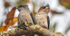 50 Birds Of The Philippines - The Worlds Rarest Birds