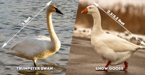 Trumpeter Swan vs Snow Goose: Contrasting Characteristics and Habitat ...
