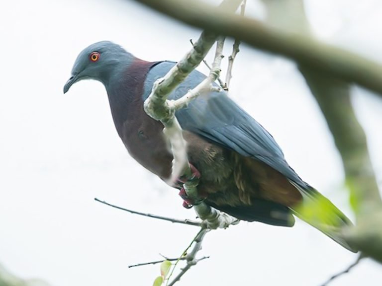 30 Vanuatu Birds - The Worlds Rarest Birds