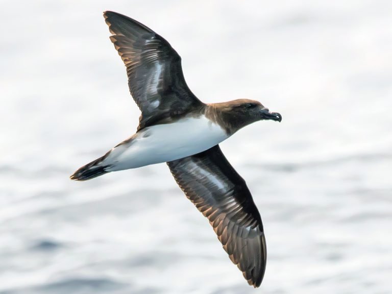 30 Vanuatu Birds - The Worlds Rarest Birds