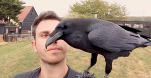 Mastering How To Train A Crow: A Comprehensive Guide - The Worlds ...