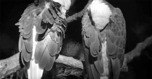 Bald Eagles' Sleep Patterns: How Do Bald Eagles Sleep? - The Worlds ...