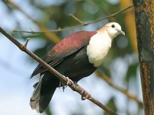 38 Guam Birds You Need To See - The Worlds Rarest Birds