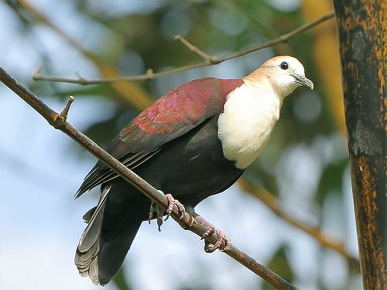 38 Guam Birds You Need To See - The Worlds Rarest Birds