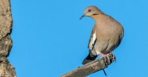 50 Common Kenyan Birds - The Worlds Rarest Birds