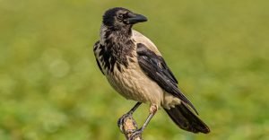 Unraveling the Mystery: Why Is It Illegal to Own a Crow? - The Worlds ...