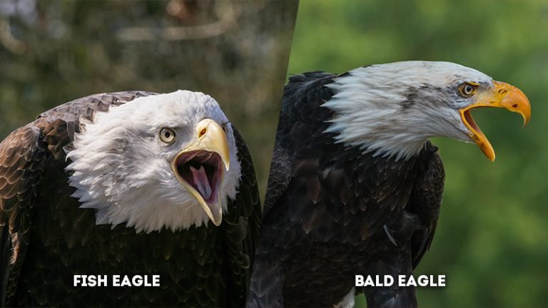 Fish Eagle Vs Bald Eagle: Their Differences - The Worlds Rarest Birds