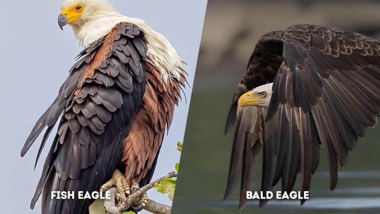 Fish Eagle Vs Bald Eagle: Their Differences - The Worlds Rarest Birds