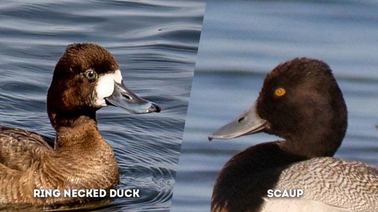 Greater Scaup Vs Lesser Scaup - The Worlds Rarest Birds