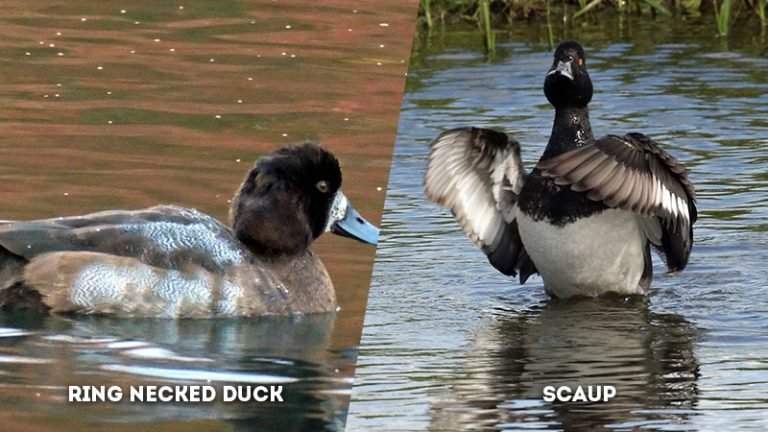 Greater Scaup Vs Lesser Scaup - The Worlds Rarest Birds