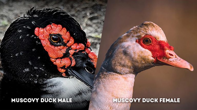 Muscovy Duck Male Vs Female: (Male and Female Identification) - The Worlds Rarest Birds