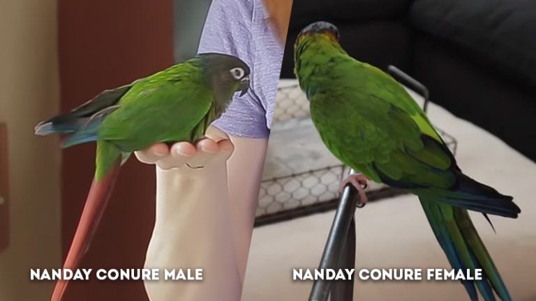How to Differentiate Male and Female Nanday Conure? - The Worlds Rarest Birds