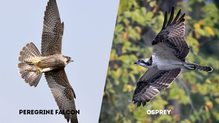 Peregrine Falcon vs. Osprey: The Key Differences - The Worlds Rarest Birds