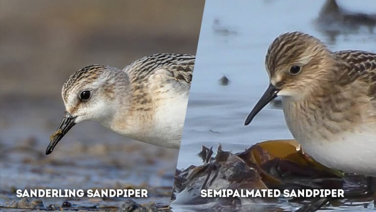 Sanderling Vs Semipalmated Sandpiper (Comparison) - The Worlds Rarest Birds