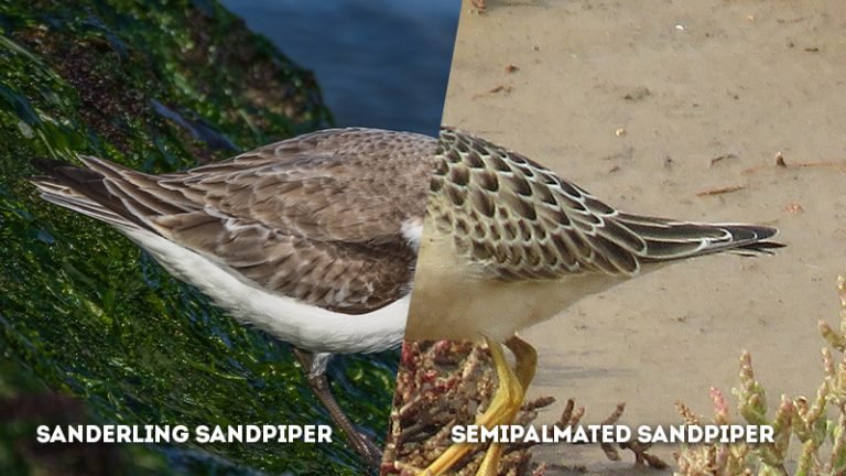 Sanderling Vs Semipalmated Sandpiper (Comparison) - The Worlds Rarest Birds