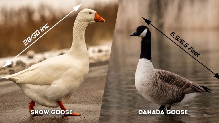 Difference Between Snow Goose and Canada Goose - The Worlds Rarest Birds