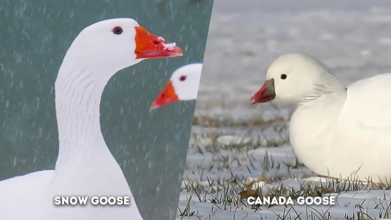 Identification Keys and Tips: Snow Goose Vs Ross Goose - The Worlds ...