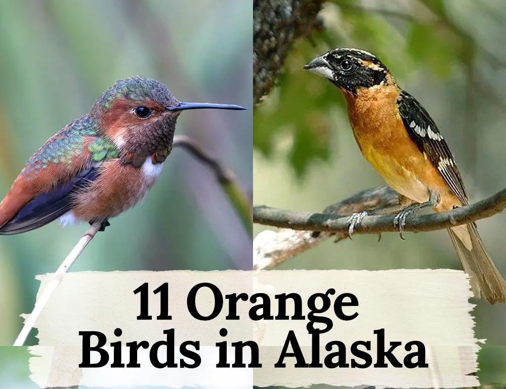 Ornithologists' Guide to Spotting 11 Orange Birds in Alaska - The ...