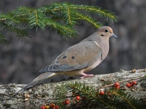 29 Birds That Showcase the Beauty and Diversity of Southern California ...