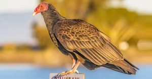 Buzzard Brigades: Why Do Buzzards Gather In Large Groups? - The Worlds ...