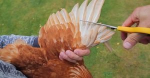 Wing Clipping Guide for Bird Owners: Is It Good Or Bad To Clip Bird's ...