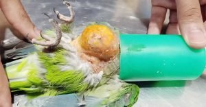 Cancers And Tumors In Birds: 7 Ways To Tackle Cancers And Tumours In ...