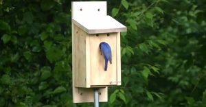 Optimal Bluebird House Placement: A Guide for Bird Lovers - The Worlds ...