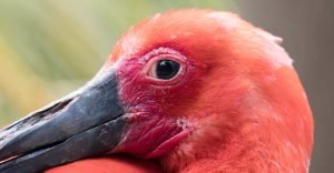 A Birdwatcher's Guide: Common Eye Disorders In Birds - The Worlds ...