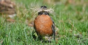 American Robin: Everything You Need to Know About - The Worlds Rarest Birds