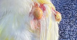 Cancers And Tumors In Birds: 7 Ways To Tackle Cancers And Tumours In ...