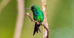 The Life Biography of Nature's Delicate Hummingbirds - The Worlds ...
