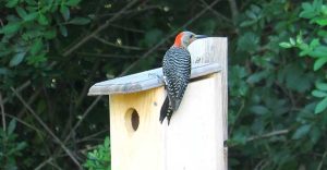 Surprising Truth About Pileated Woodpecker Nesting Boxes: How Are They Made? - The Worlds Rarest ...