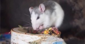 Feed Birds Without Attracting Rats A Guide To Rat-Free Bird Feeding ...