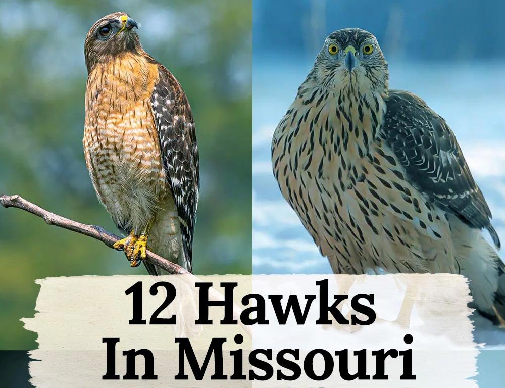 Majestic Sky Soarers: Here Are the 12 Hawks in Missouri - The Worlds ...