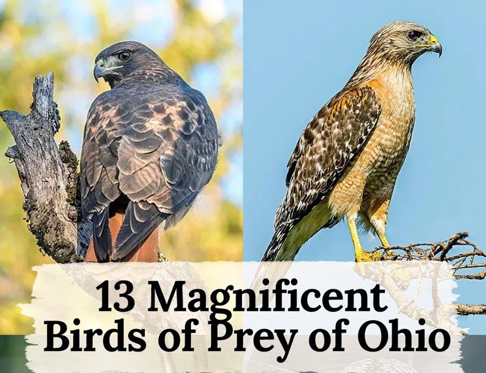 The 13 Magnificent Birds of Prey of Ohio: Their Ecology, Behavior and ...