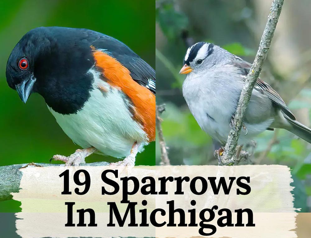 Feathered Diversity: A Comprehensive Look at 19 Sparrows in Michigan - The Worlds Rarest Birds