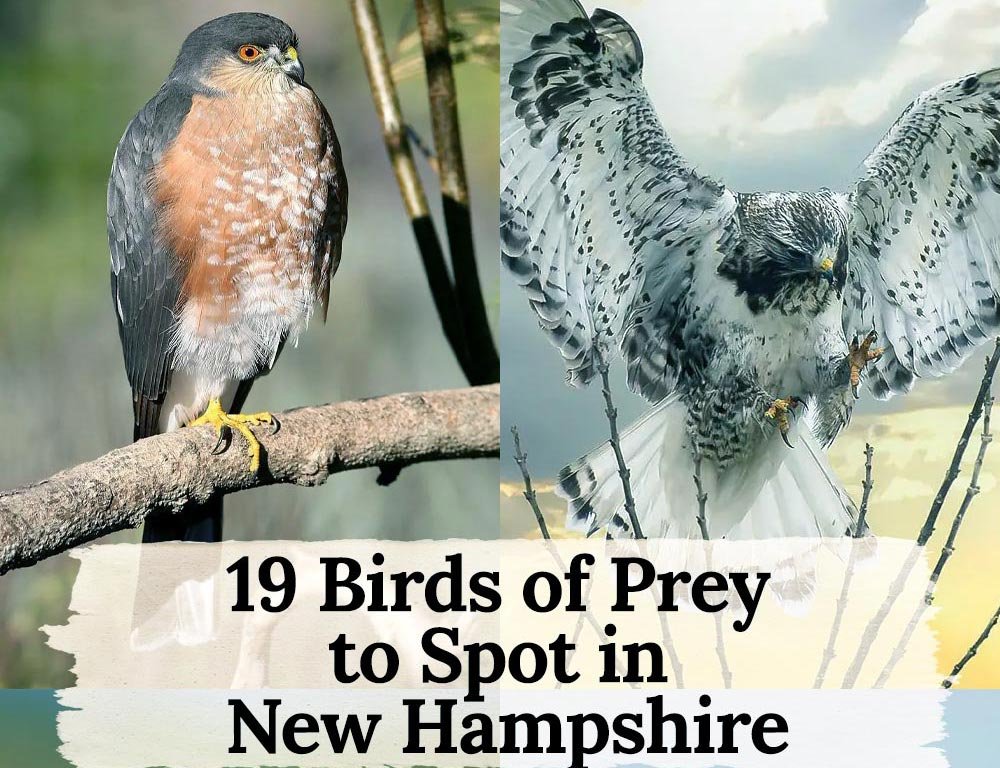 19 Birds of Prey to Spot in New Hampshire: Their Ecology, Behavior and ...