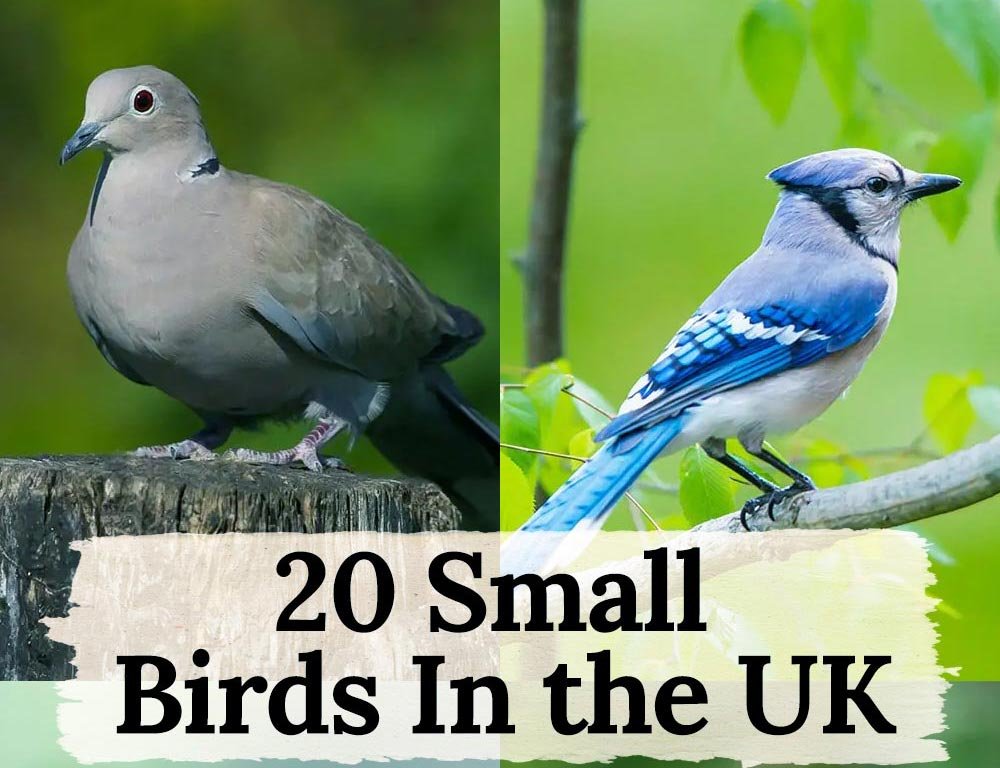 Nature's Pocket-Sized Wonders: 20 Small Birds in the UK - The Worlds ...