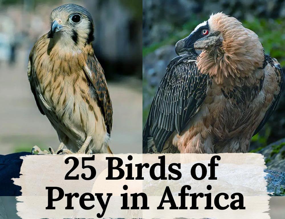 Raptors in Flight: A Comprehensive Guide to 25 Birds of Prey in Africa ...
