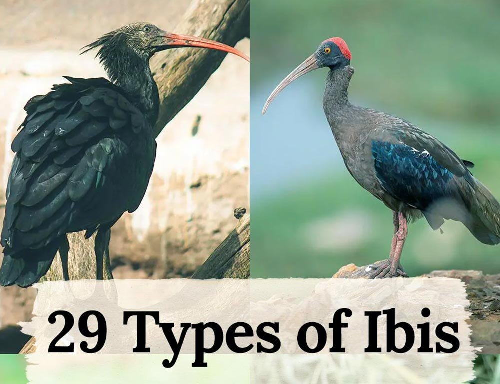 29 Types of Ibis: From Sacred Symbolism to Striking Plumage - The ...