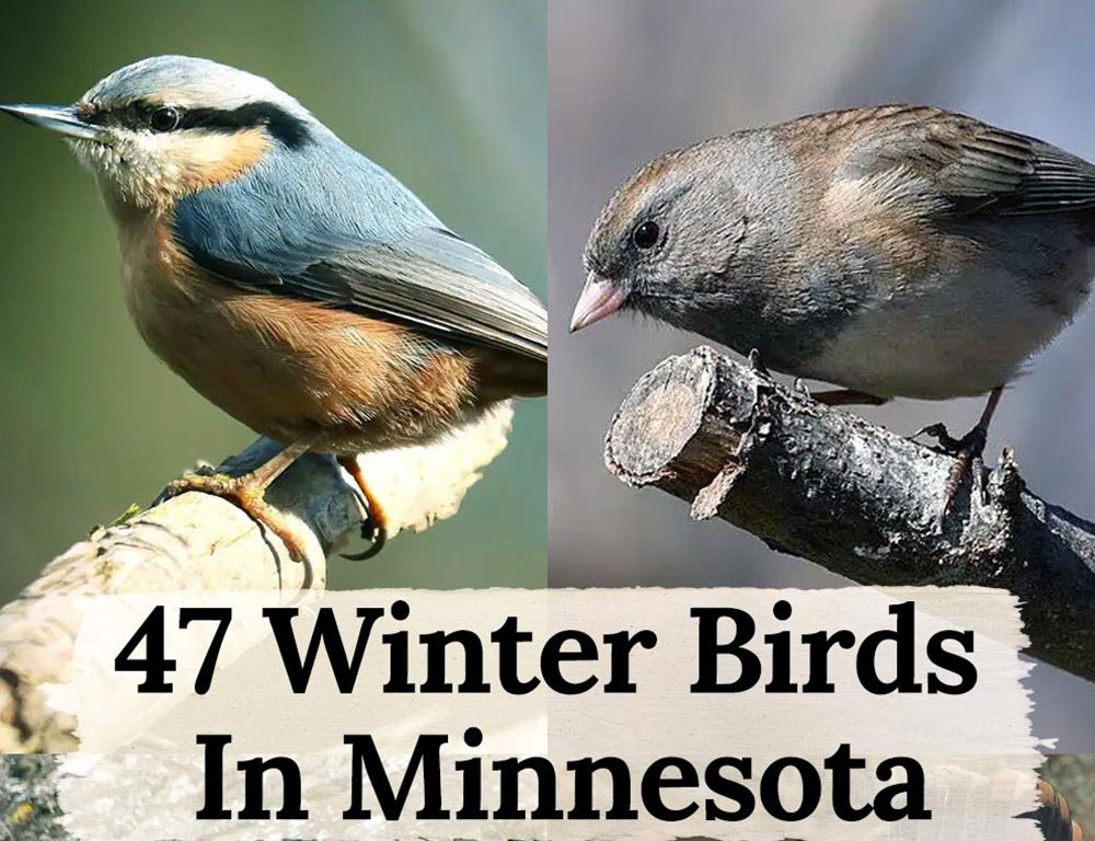 47 Birds of Minnesota's Coldest Season: How They Survive and Thrive in ...